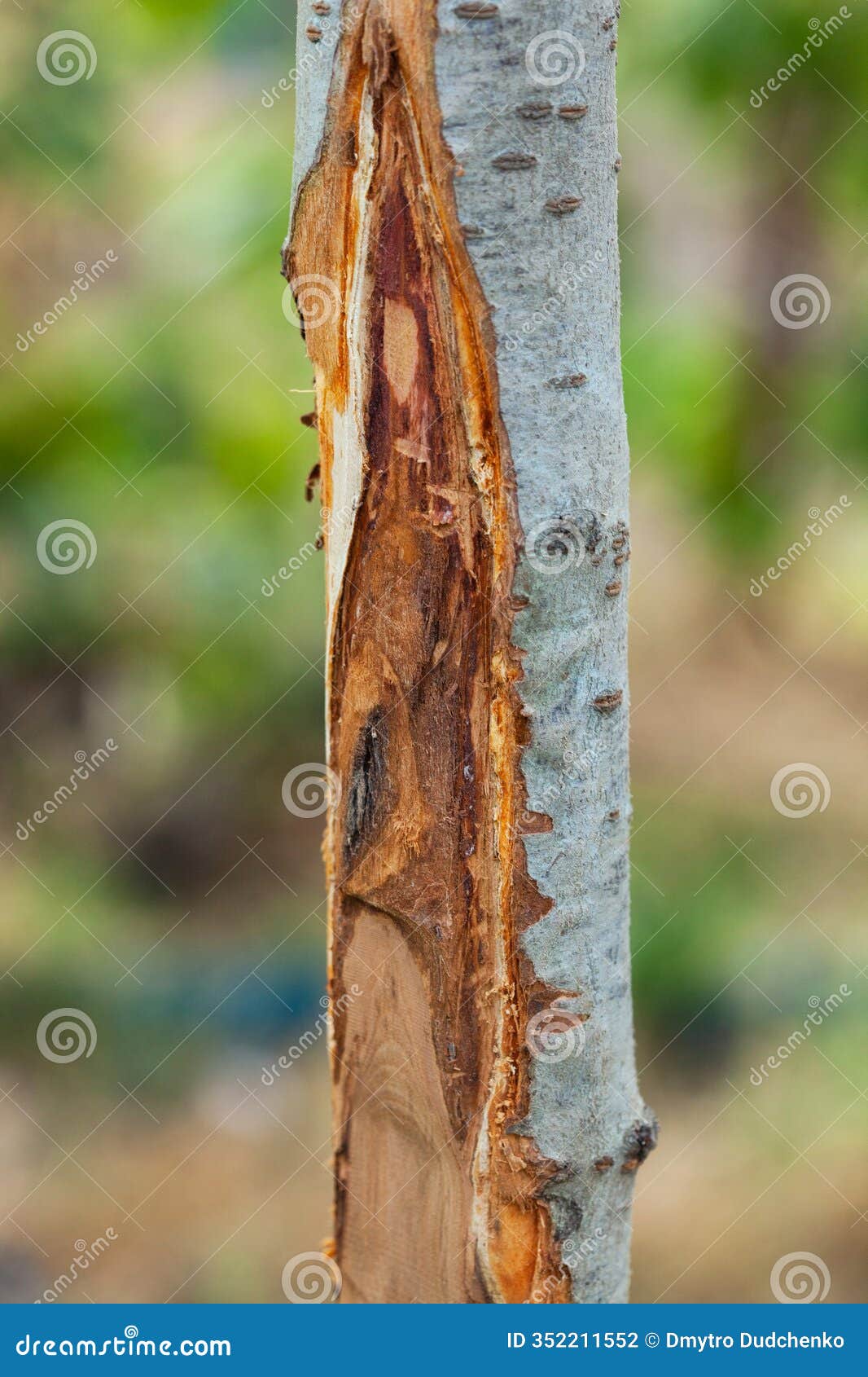 Gardener Cleans a Wound on a Tree. Gummosis on a Fruit Tree Stock Photo ...