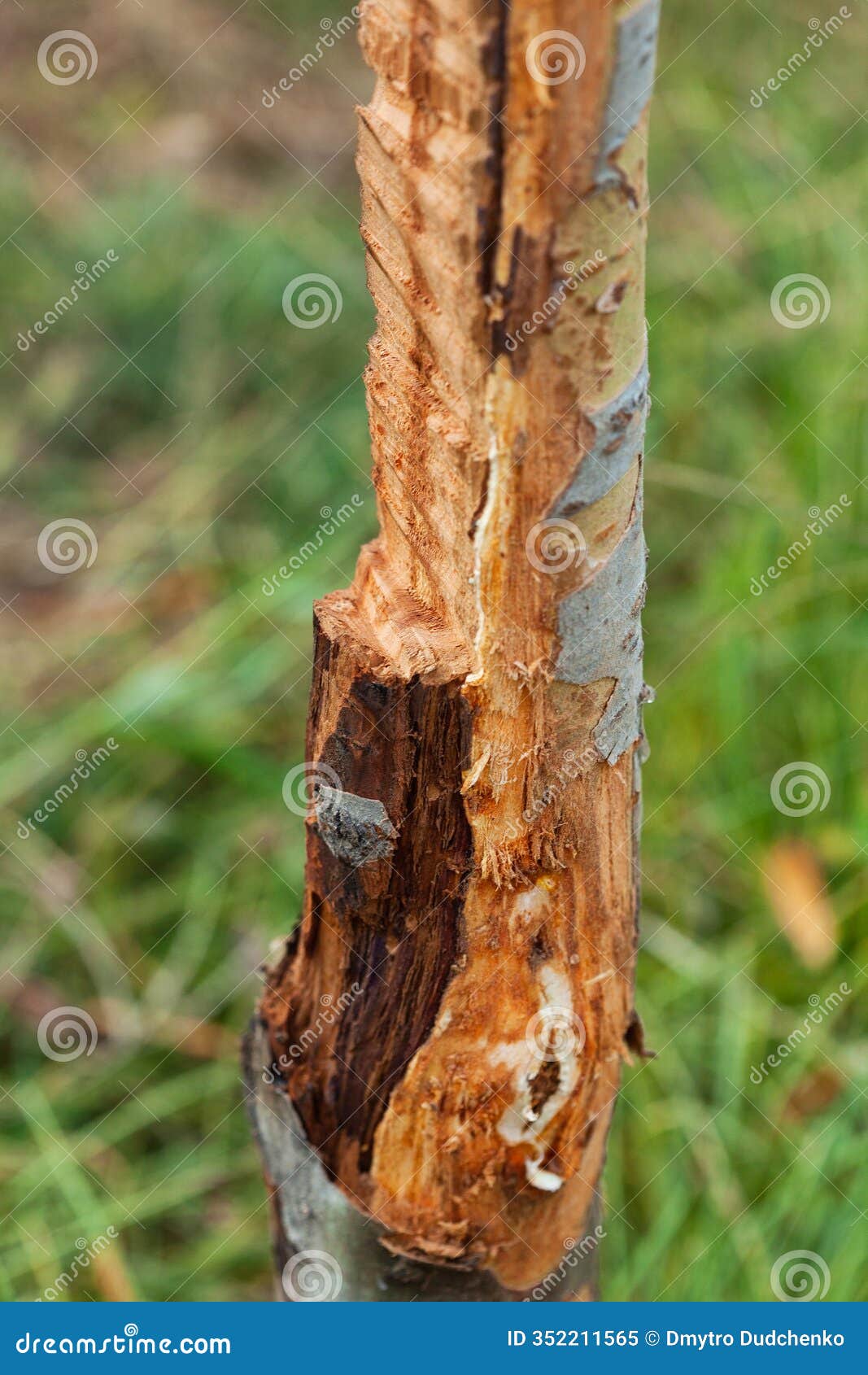 Gardener Cleans a Wound on a Tree. Gummosis on a Fruit Tree Stock Image ...