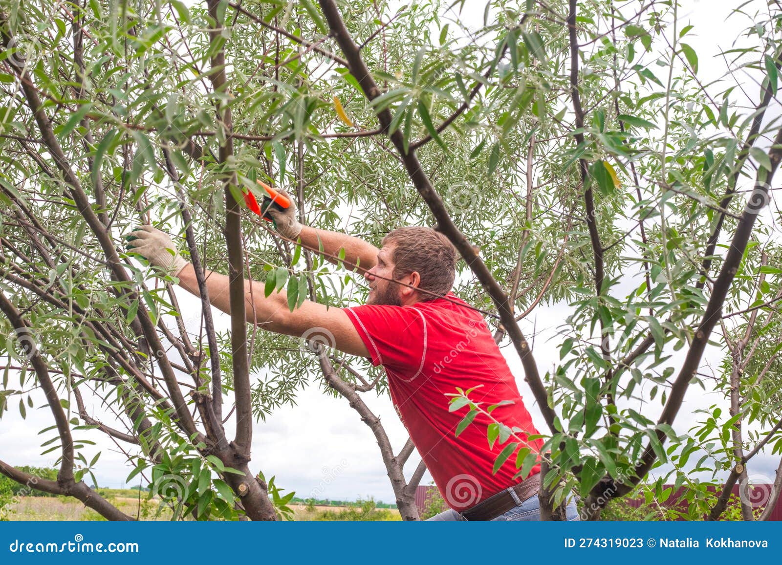 The Gardener Cuts the Branches of a Tree on a Spring Day. Sanitary ...