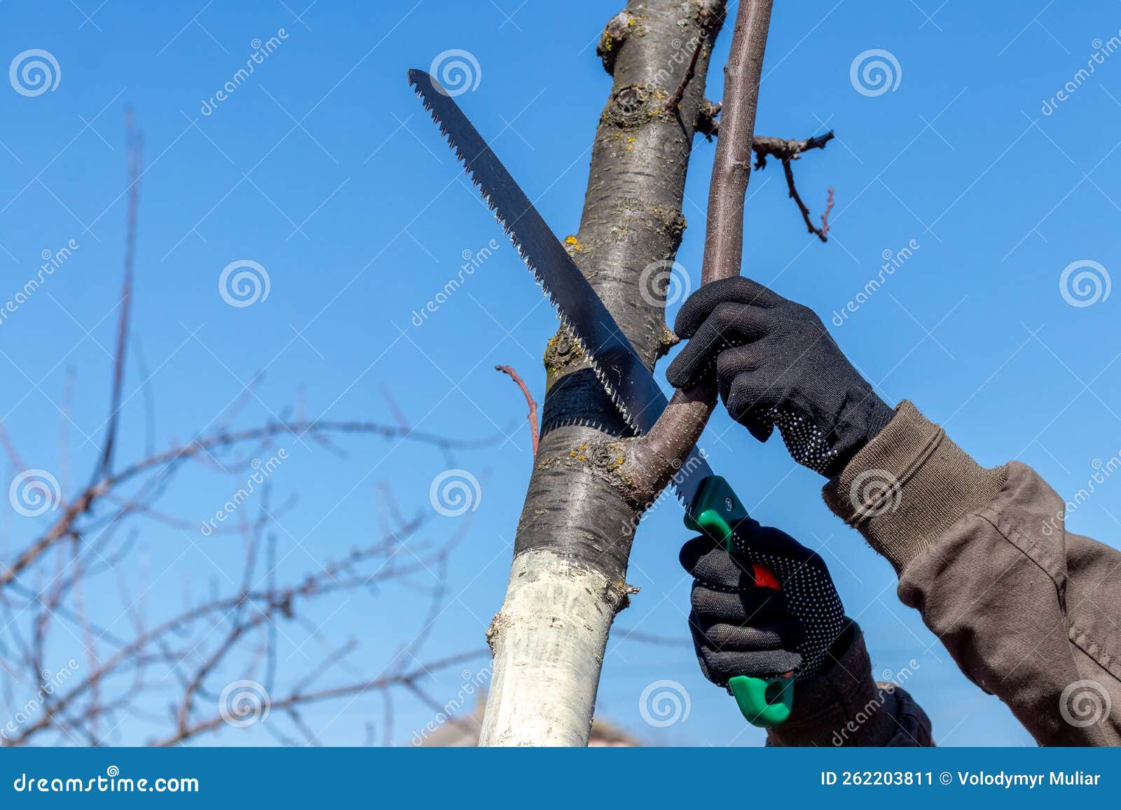 A Gardener Cuts Off Extra Branches on a Tree with a Saw Stock Image ...