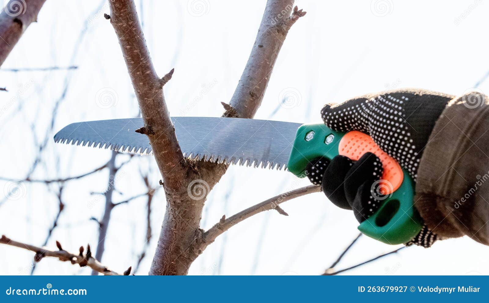 A Gardener Cuts Off Extra Branches on a Tree with a Saw Stock Image ...