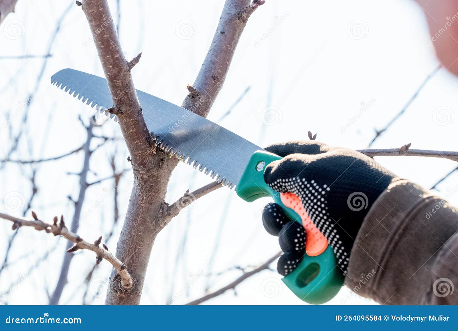 A Gardener Cuts Off Extra Branches on a Tree with a Saw Stock Photo ...