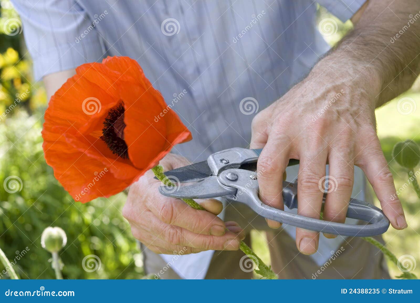 Gardener cuts poppy stock image. Image of garden, picking - 24388235