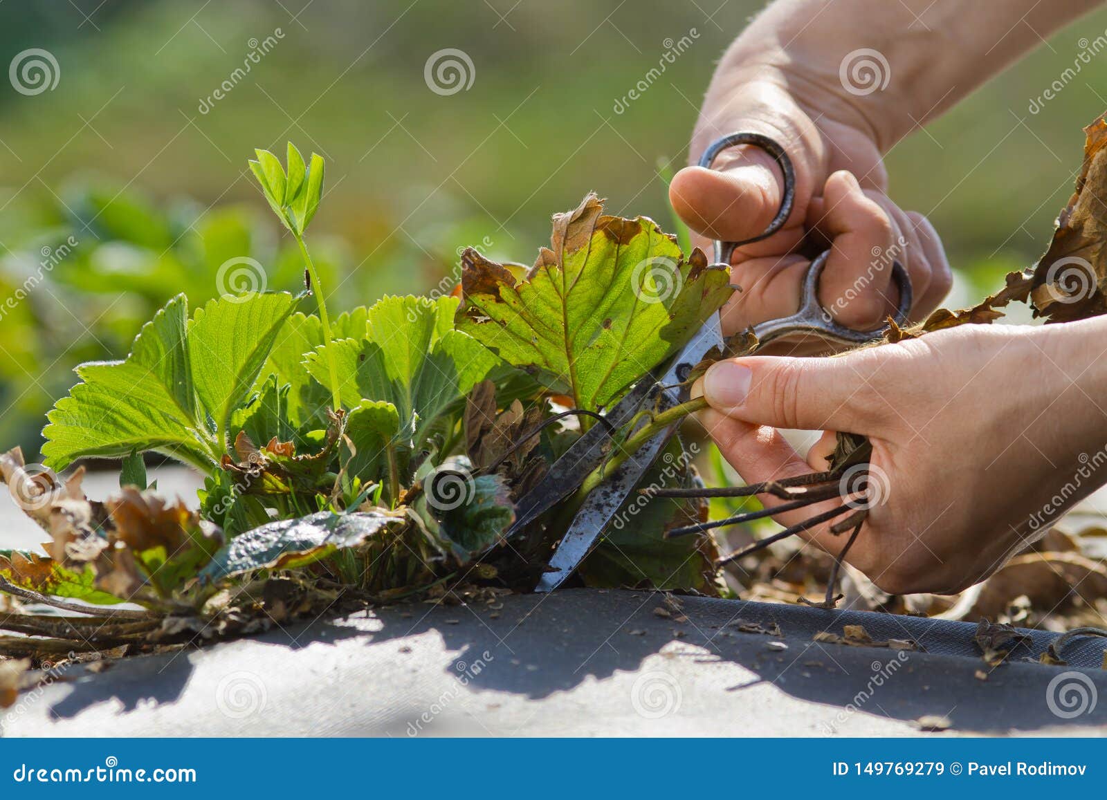 The Gardener Cuts Strawberry Runners Stock Image - Image of covering ...
