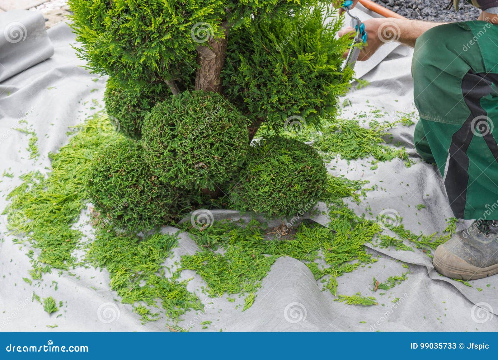 Beech Tree Topiary Stock Photos - Free & Royalty-Free Stock Photos from ...