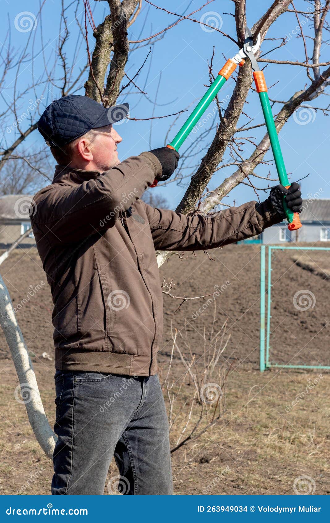 A Gardener Cuts Tree Branches with Large Garden Shears. Pruning Trees ...