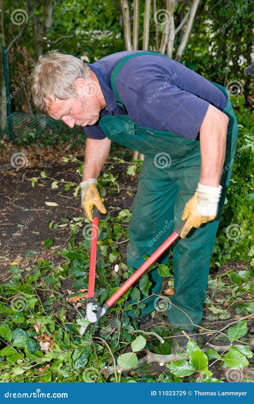 Gardener with cutter stock image. Image of cutter, green - 11023729