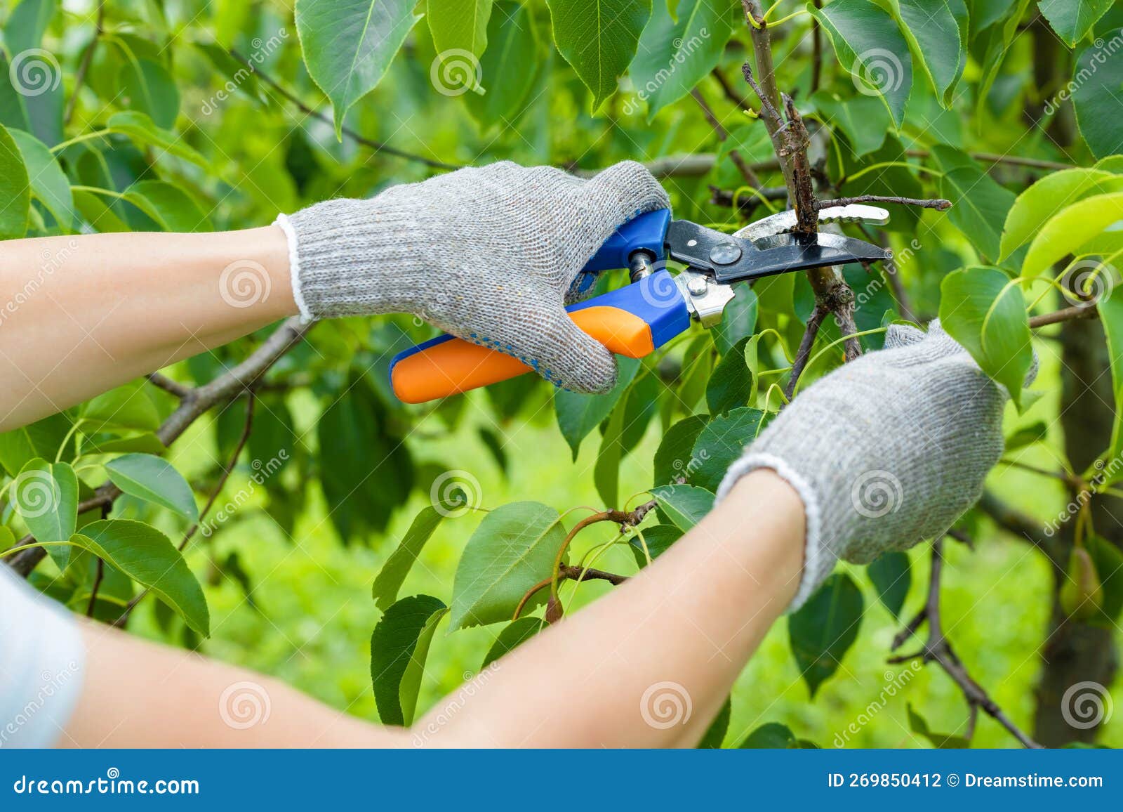 Gardener Cutting a Branch on a Tree Stock Photo - Image of garden ...