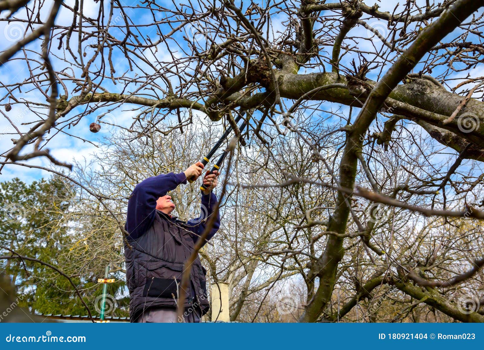 Gardener is Cutting Branches, Pruning Fruit Trees with Pruning Shears ...
