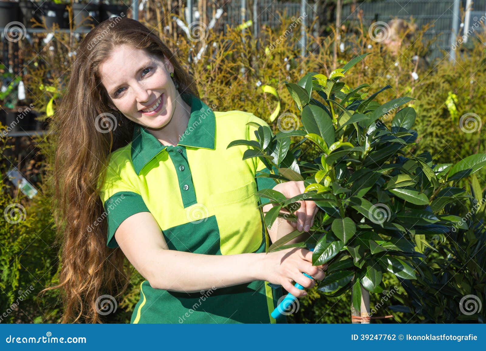Gardener Cutting Branches of a Tree at Nursery Stock Photo - Image of ...