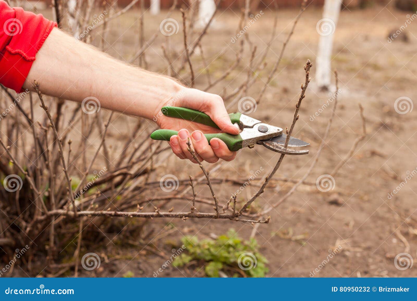 Gardener is Cutting a Currant with a Pruner Closeup. Stock Photo ...