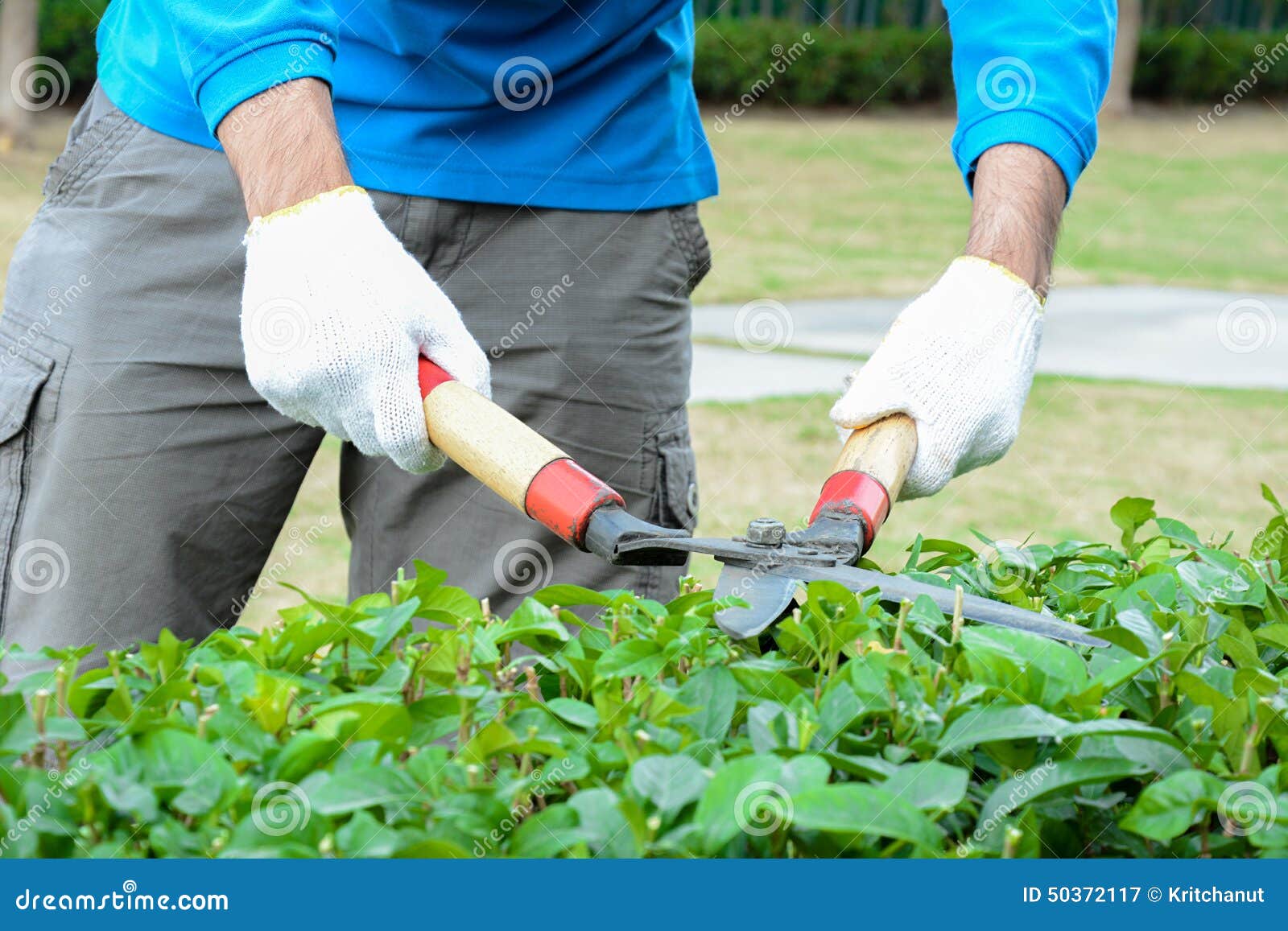 Gardener Cutting Hedge with Grass Shears Stock Image - Image of ...