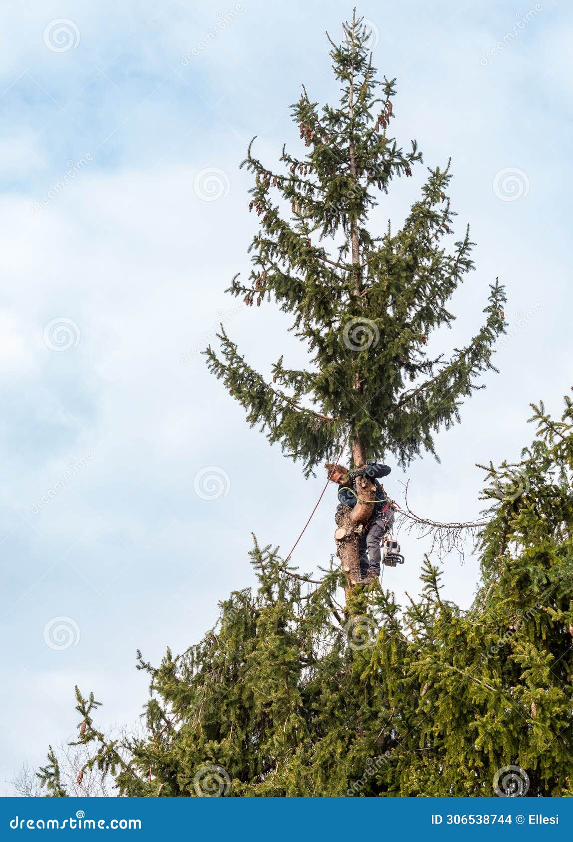 Gardener is Cutting Tall Pine Tree in the Garden in Winter Stock Photo ...