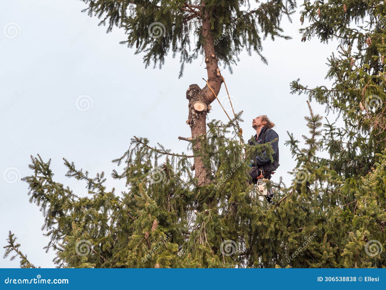 Gardener is Cutting Tall Pine Tree in the Garden in Winter Stock Photo ...