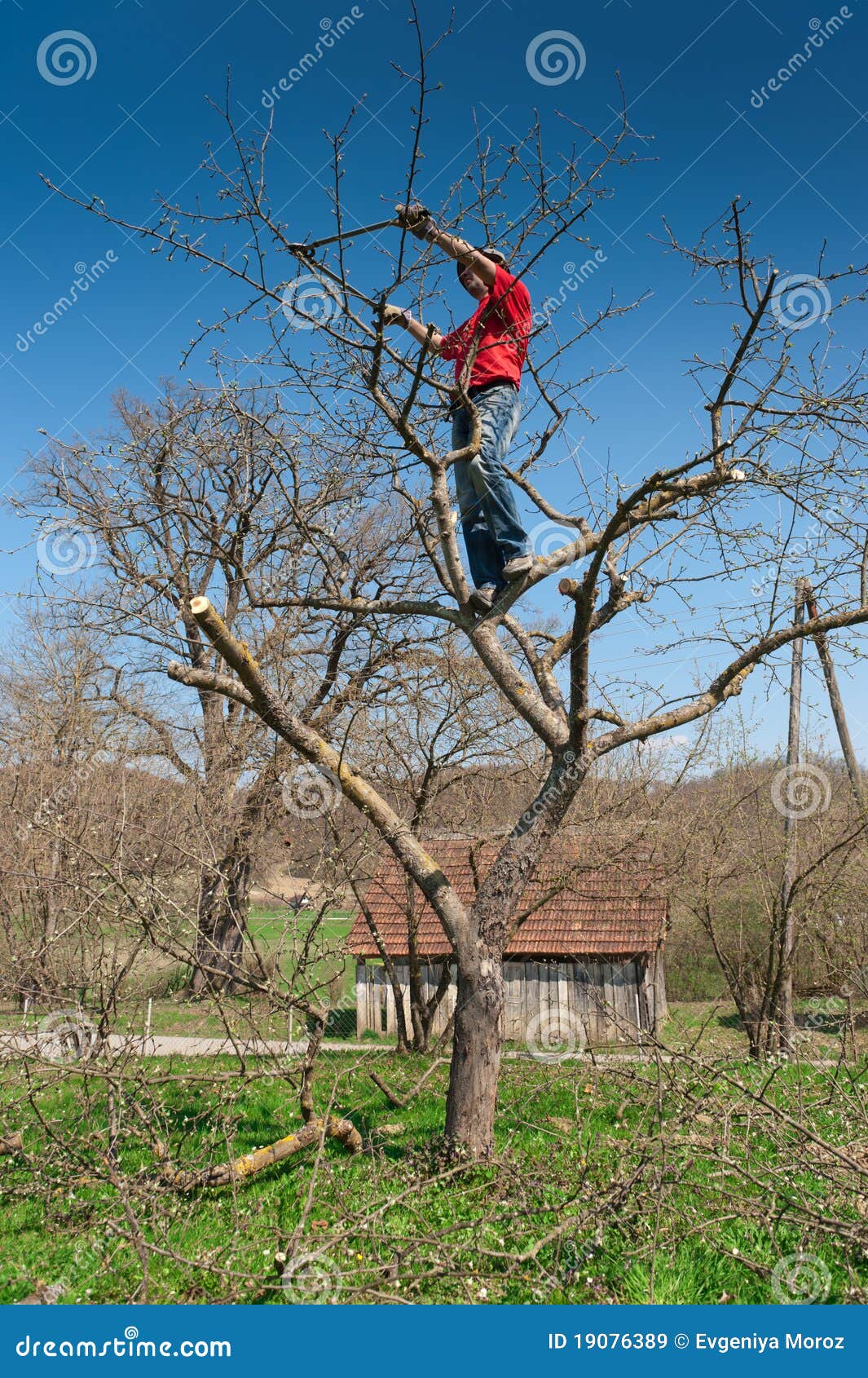 Gardener Cutting Tree with Clippers Stock Image - Image of gardener ...