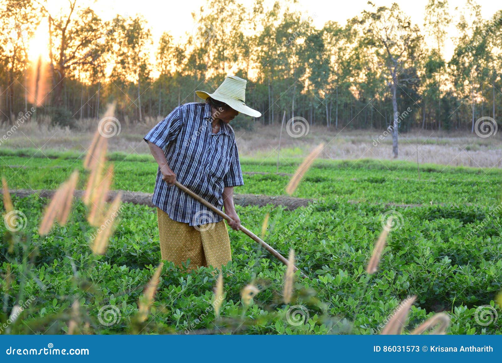Gardener Dig the Ground for Farming at the Morning Editorial Stock ...