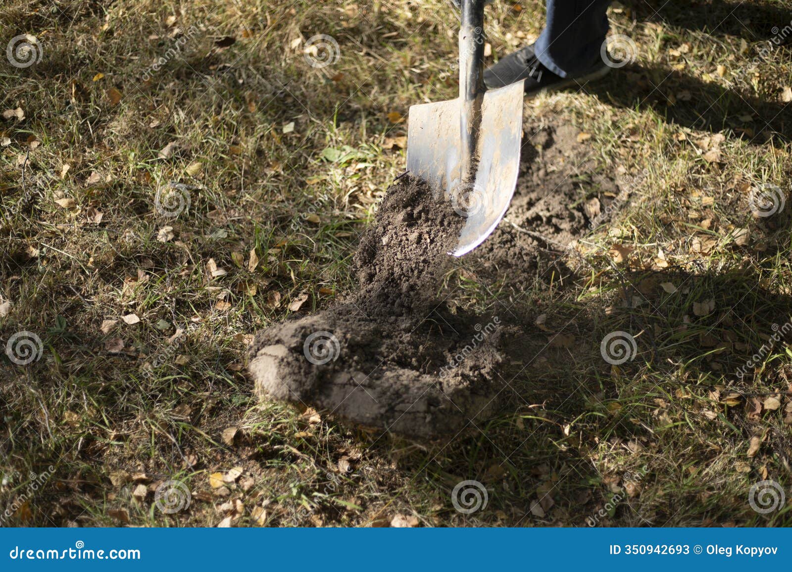 Gardener Digging the Ground. Tree Hole Stock Image - Image of earth ...