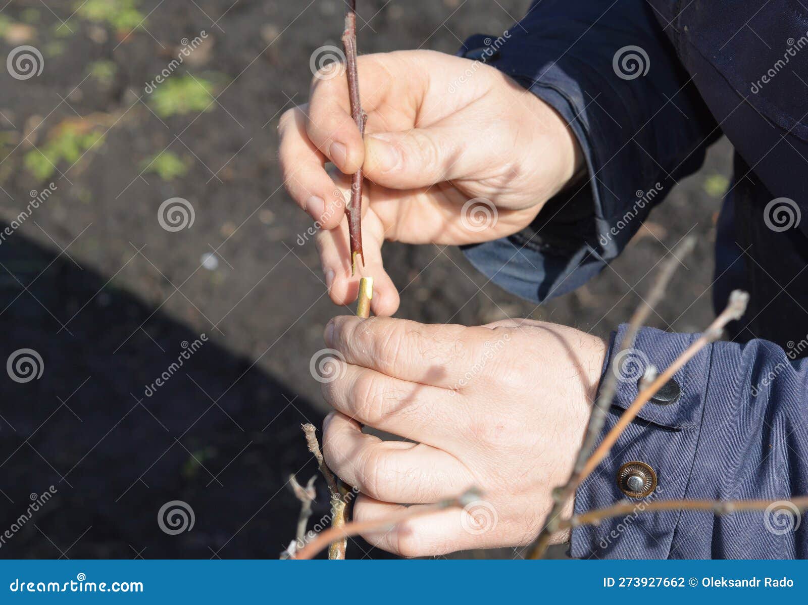 Gardener Grafting And Budding Fruit Tree. Step-by-step Picture Tutorial ...