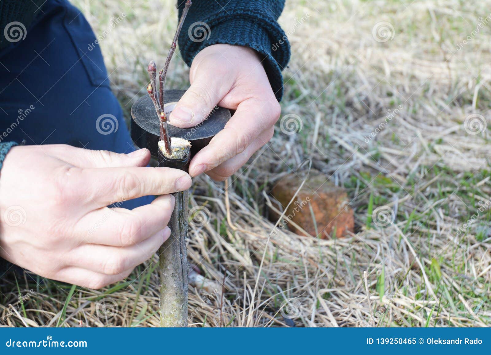Gardener Grafting And Budding Fruit Tree. Step-by-step Picture Tutorial ...
