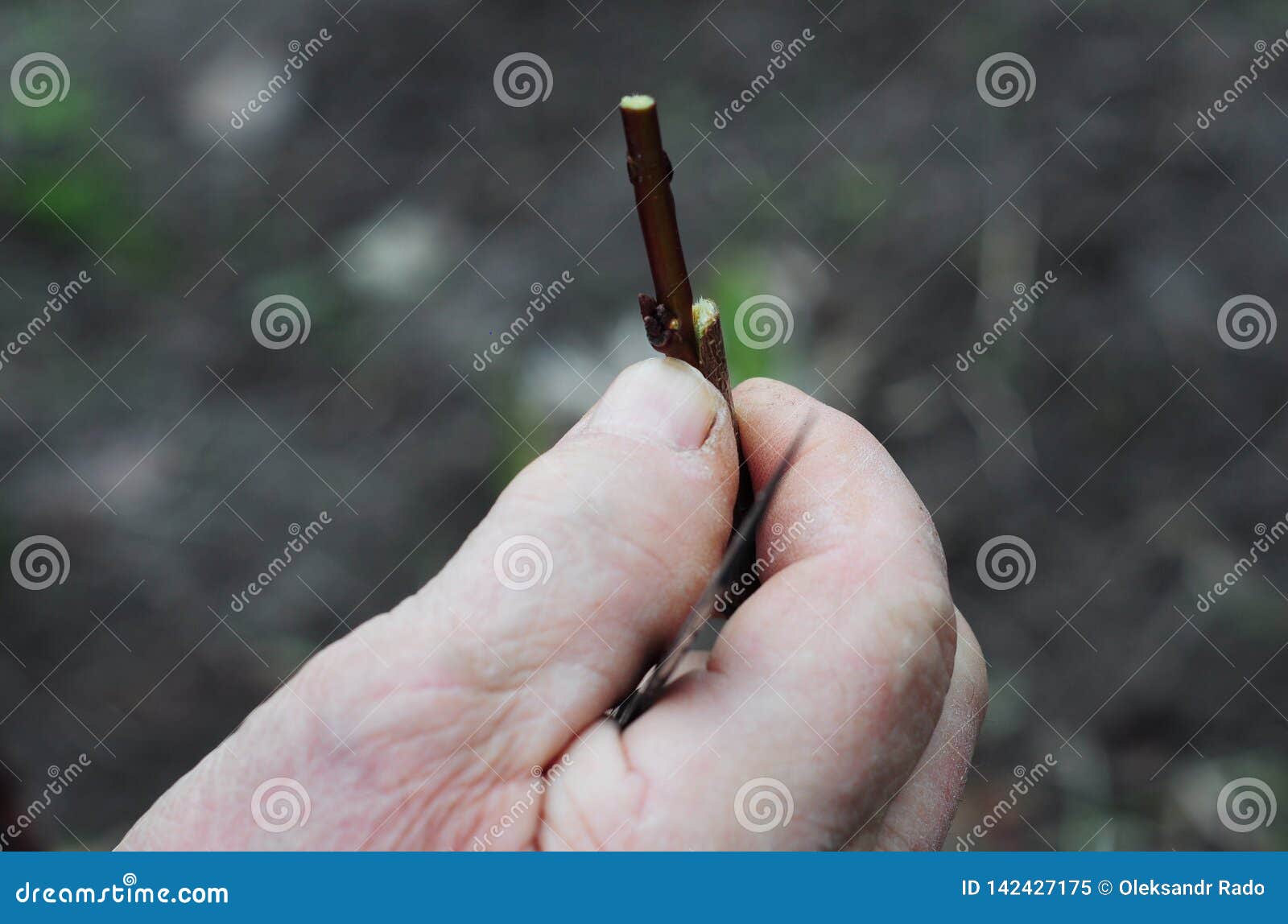 Gardener Grafting And Budding Fruit Tree. Step-by-step Picture Tutorial ...