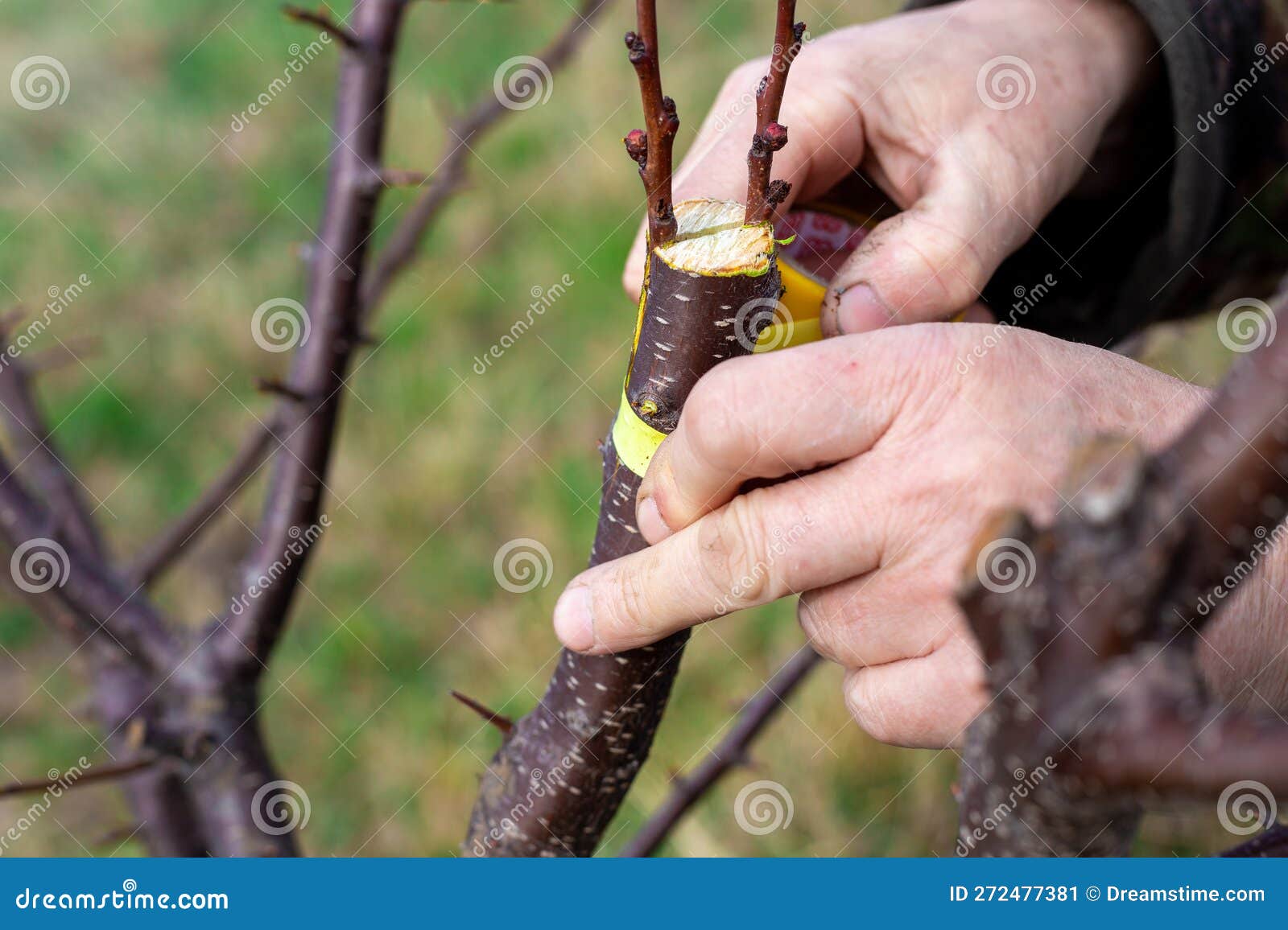 A Gardener Grafts a Fruit Tree by Split Grafting in Early Spring ...