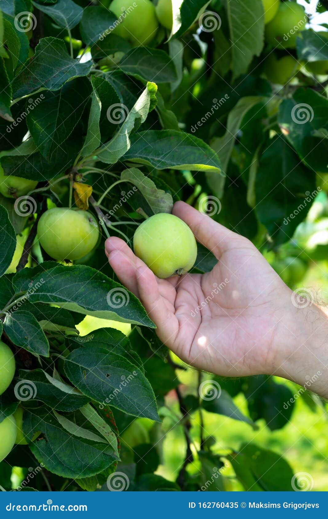 Gardener Hand Picking Green Apples. Hand Reaches for the Fruit on the ...