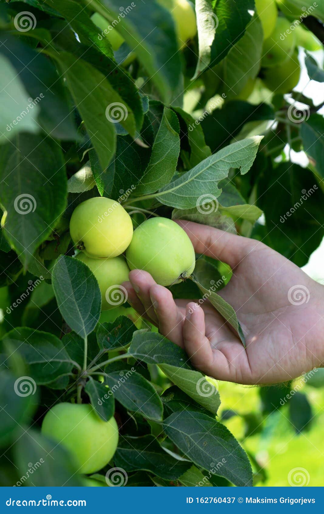 Gardener Hand Picking Green Apples. Hand Reaches for the Fruit on the ...