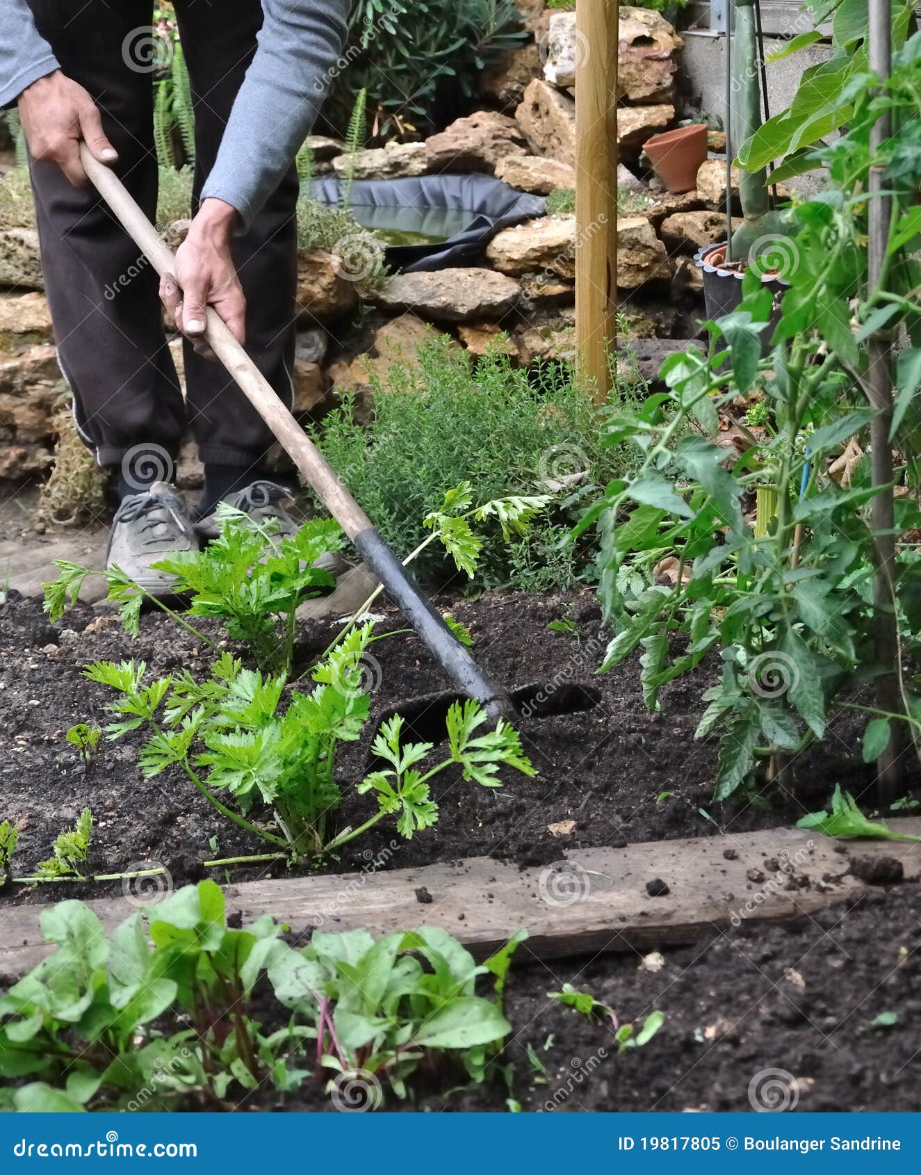 Gardener Hoeing stock image. Image of moist, tool, hoeing - 19817805