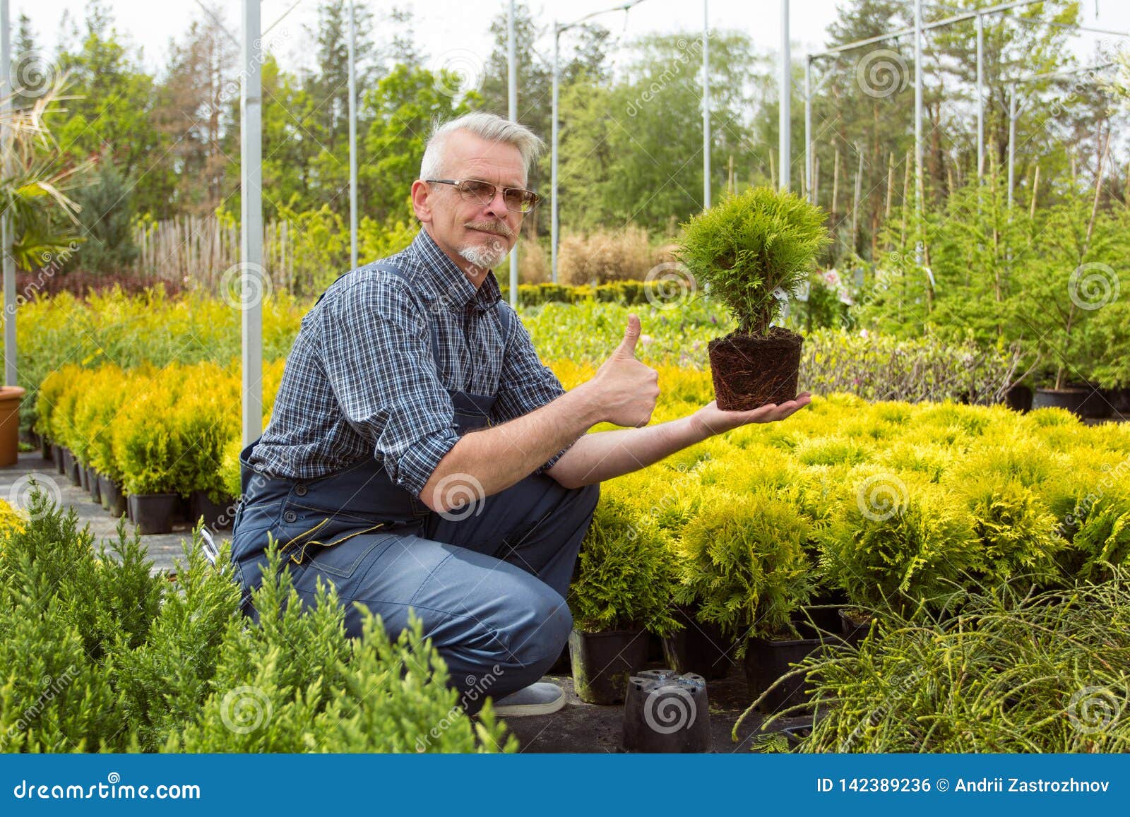 Gardener Holding a Small Seedling Plant in Garden Market Stock Photo ... Gardener Holding a Small Seedling Plant in Garden Market Stock Photo ...