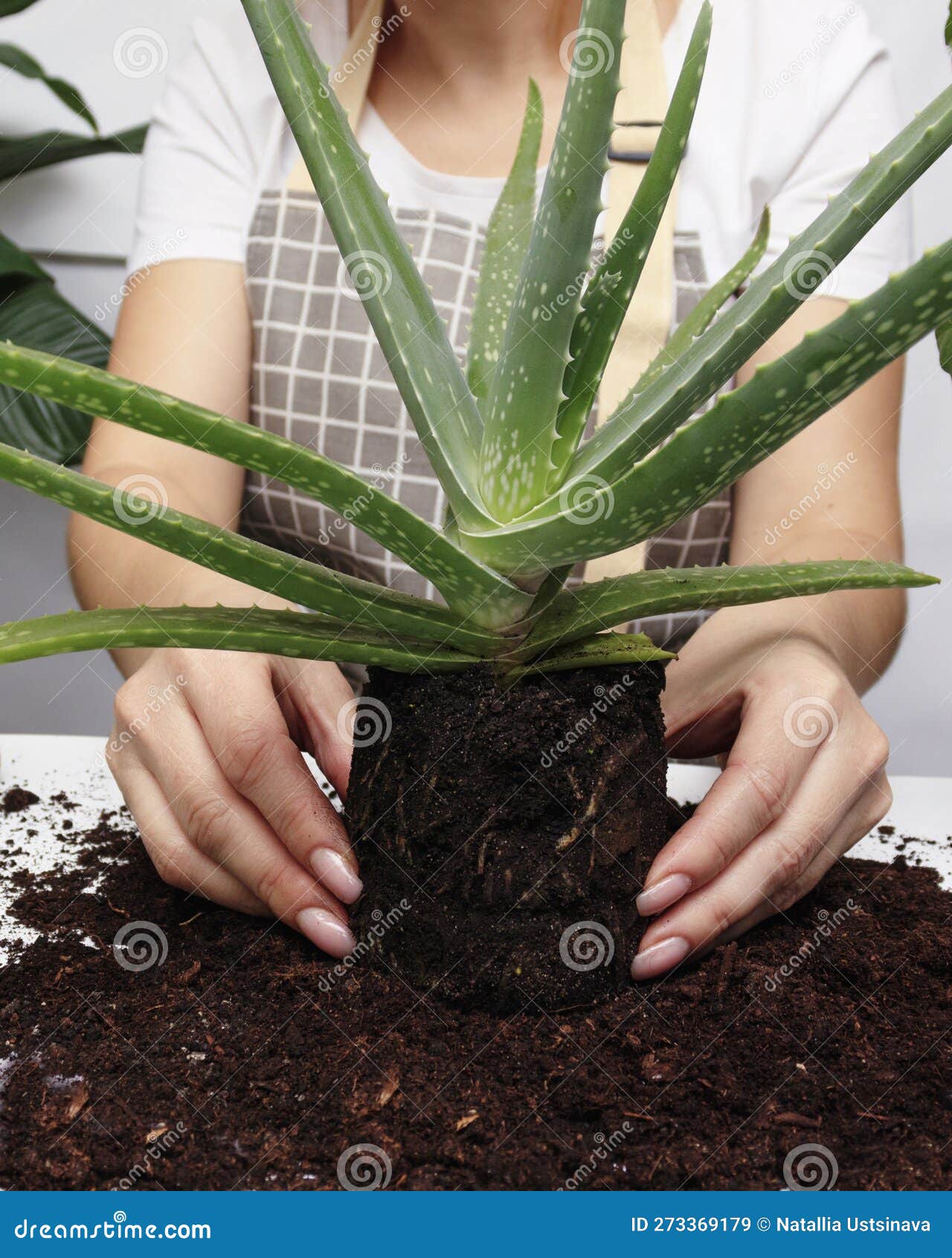 The Gardener Inspects the Root System of the Plant. Checking the Roots ...