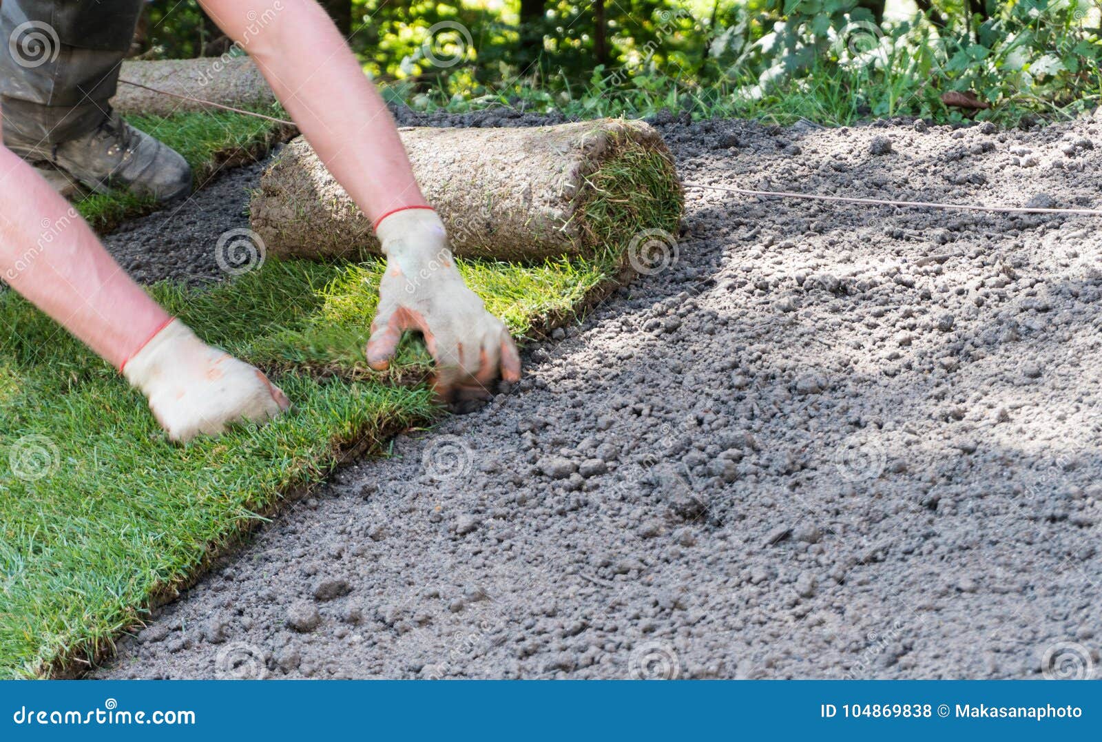 Gardener Installing Rolls of Sod Grass Stock Photo - Image of lawn ...