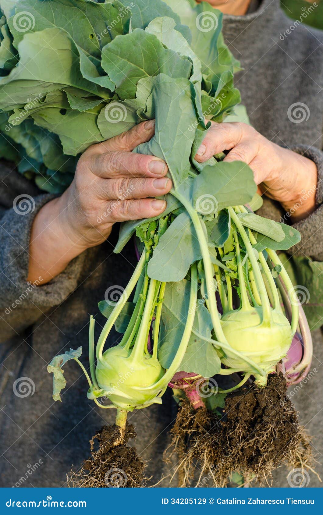 Gardener with Kohlrabi Plants Stock Image - Image of autumn, brassica ...