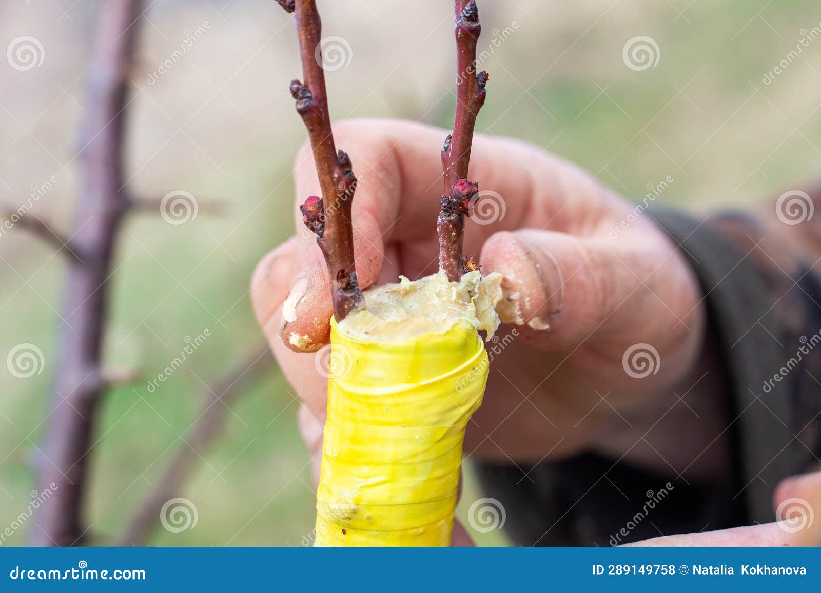 The Gardener Makes the Grafting of a Fruit Tree by the Splitting Method ...