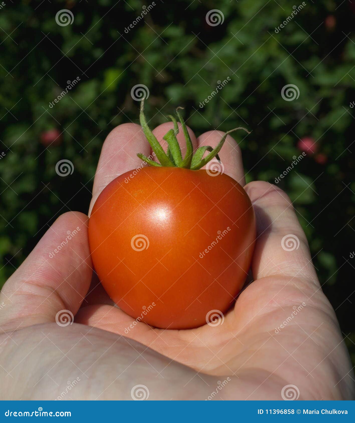 The Gardener Offers a Ripe Tomato Stock Photo - Image of beret, garden ...