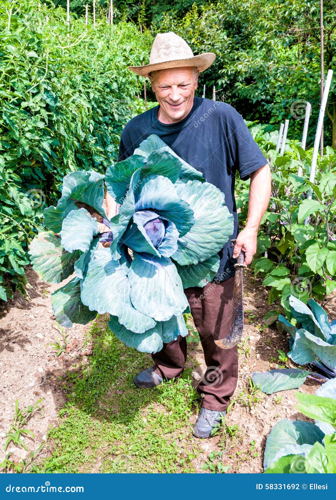 Gardener with Organic Purple Cabbage Stock Photo - Image of gardening ...
