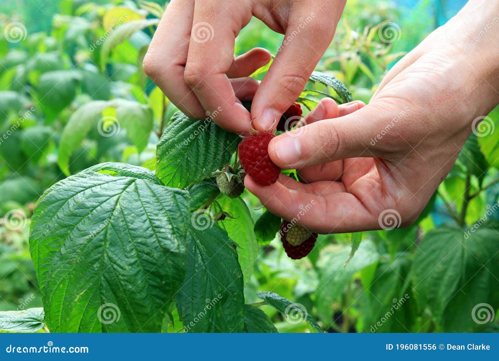 A Gardener Picking a Raspberry Stock Photo - Image of fruit, bush ...