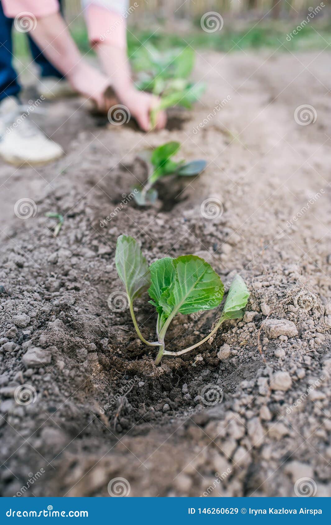 Gardener Planting a Cabbage Seedling in the Vegetable Garden Stock ...