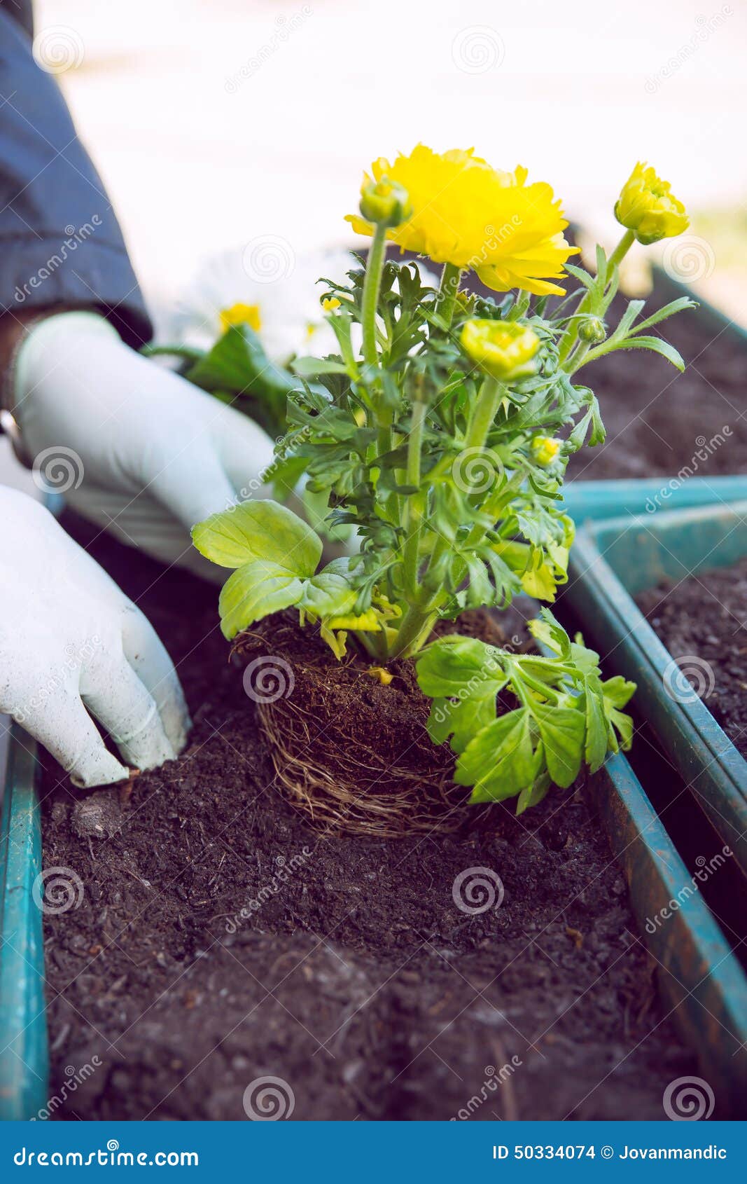 Gardener Planting the Flowers in Spring. Stock Photo - Image of petals ...