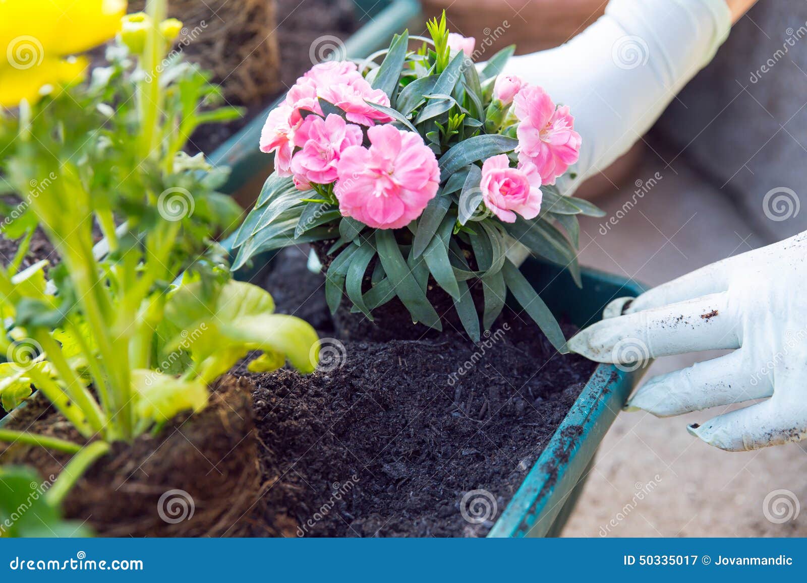 Gardener Planting the Flowers in Spring. Stock Image - Image of earth ...
