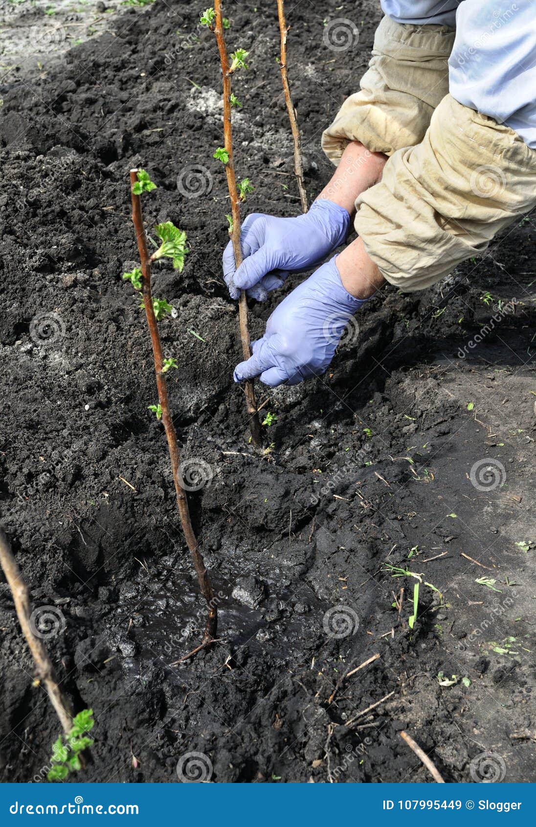 Gardener Planting a Raspberry Seedling Stock Image - Image of ...