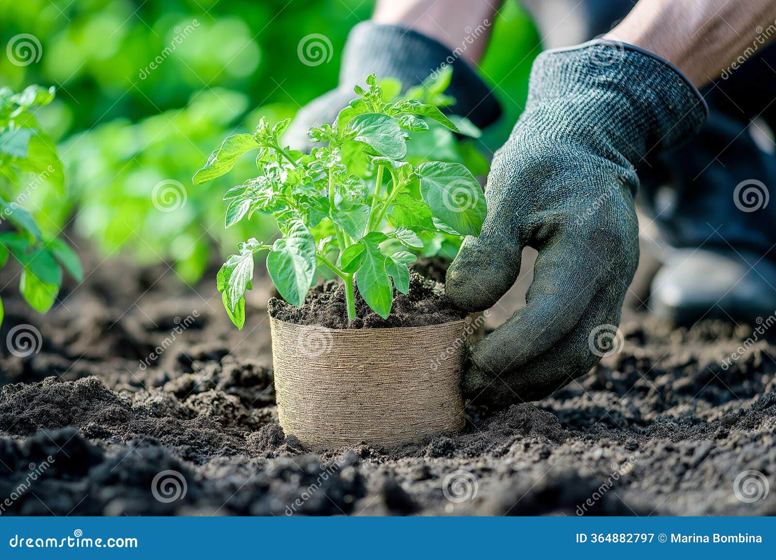 Gardener Planting Alley Or Avenue Of Trees, Vector Cartoon Stick Figure ...