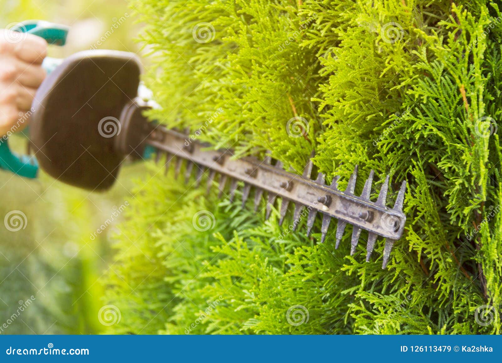 Gardener with a Professional Garden Tools at Work. Planting of Greenery ...
