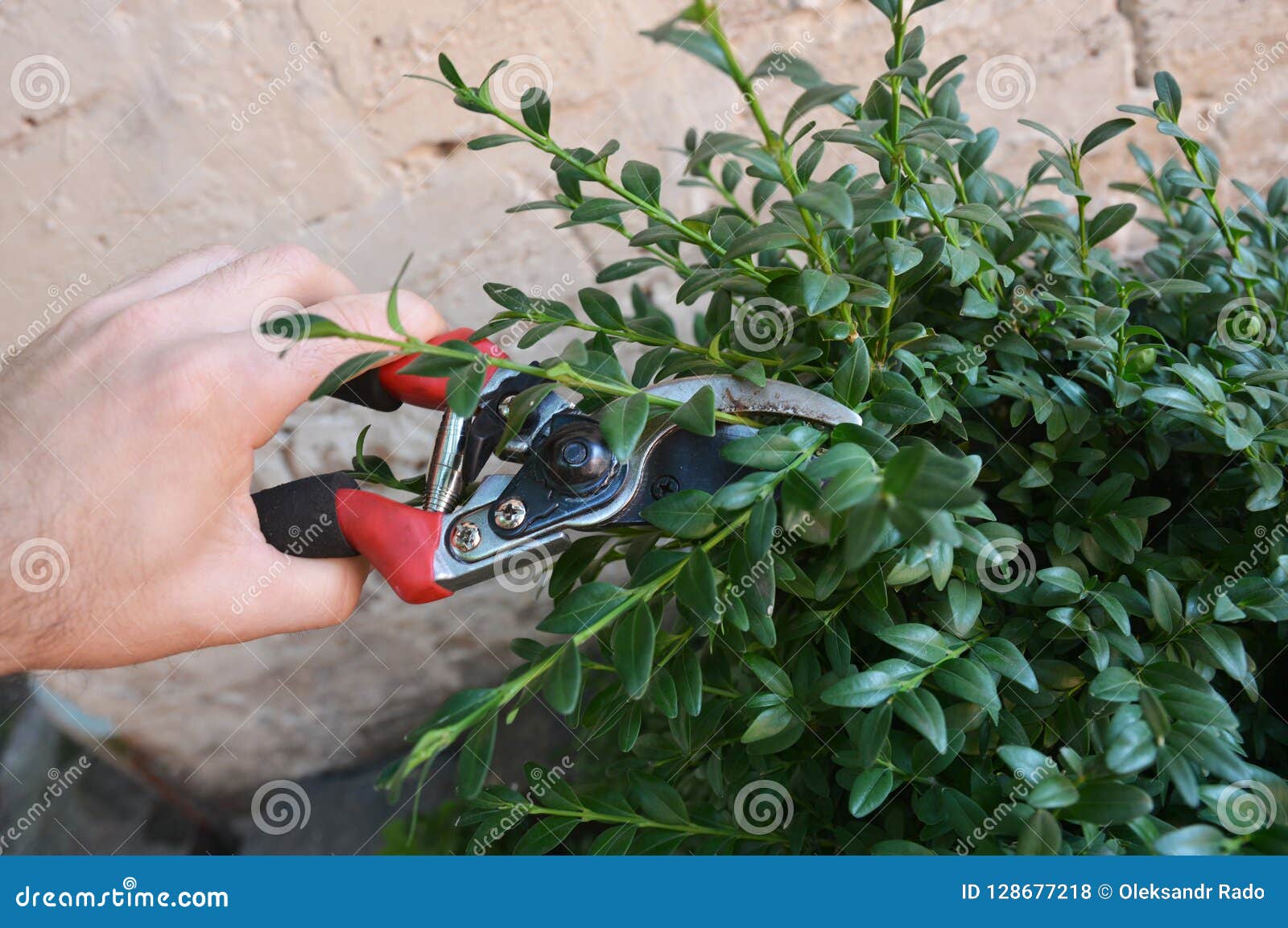 Gardener pruning boxwood stock photo. Image of plant - 128677218