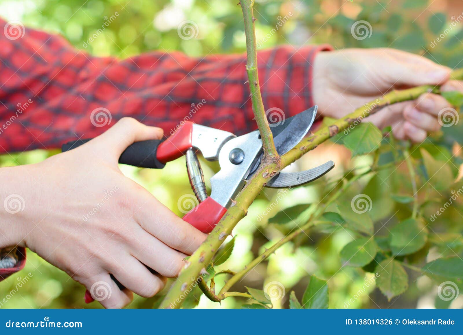 Gardener Pruning Climbing Roses with Garden Pruning Scissors in Autumn ... Gardener Pruning Climbing Roses with Garden Pruning Scissors in Autumn ...