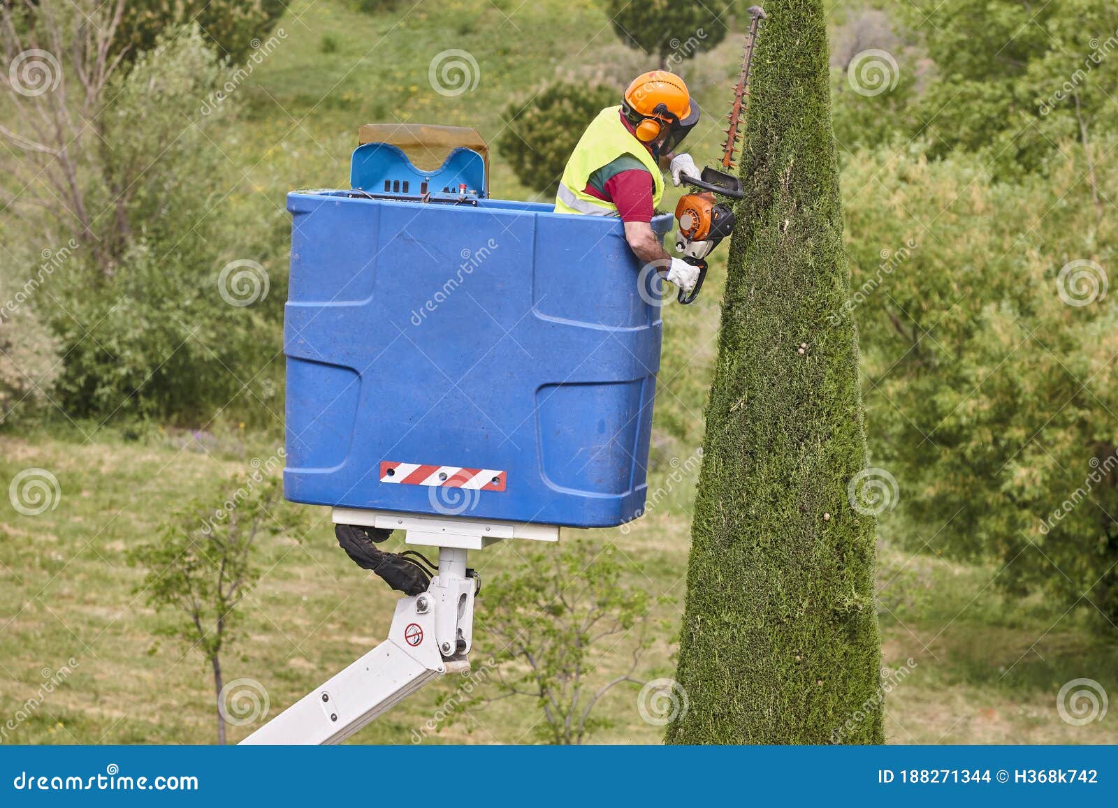 Gardener Pruning a Cypress with a Chainsaw and a Crane Stock Photo ...