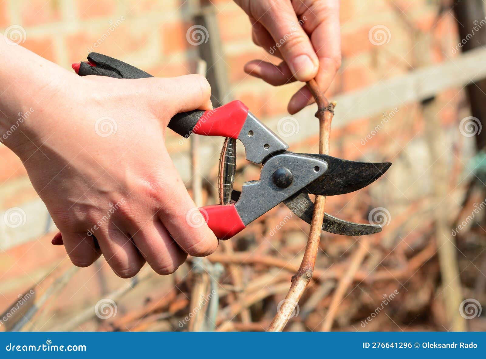 Gardener Pruning Damaged Grapevine Branch. a Common Pruning Method, Cane Pruning, is Regularly ...