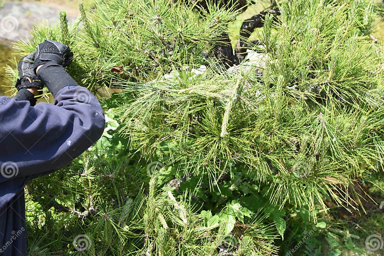 Pruning of a pine tree stock image. Image of care, sharp - 147873201