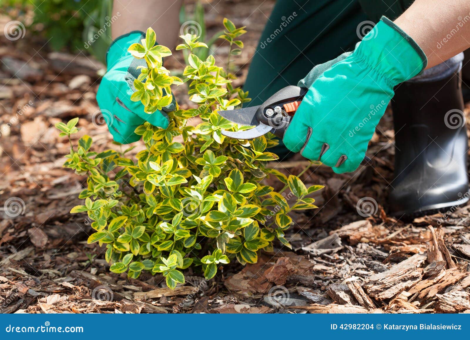 Gardener pruning a plant stock photo. Image of gardening - 42982204