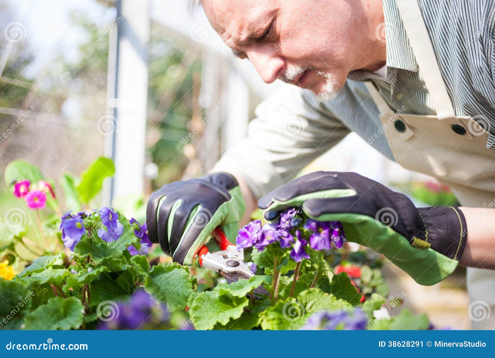 Gardener pruning a plant stock image. Image of cutting - 38628291
