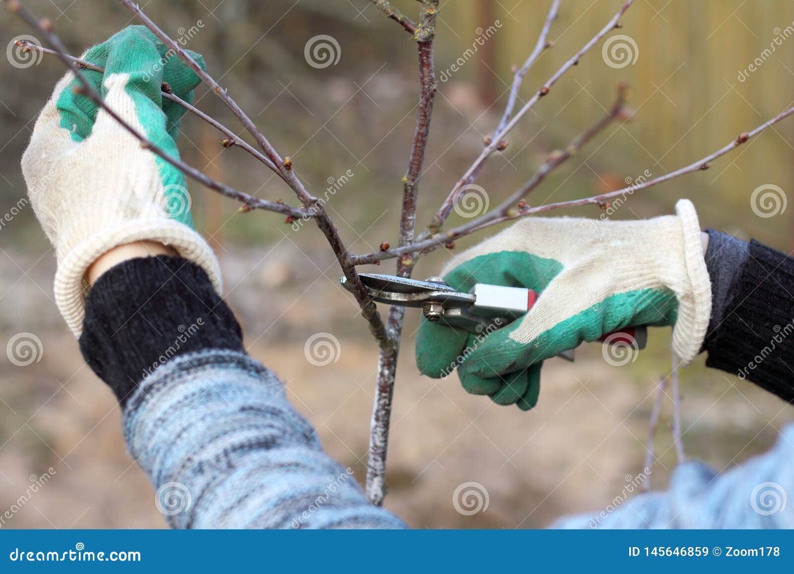 Crown formation time stock image. Image of hands, gardener - 145646859